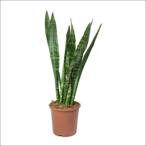 Snake Plant Green | Indoor Air Purifying Plant