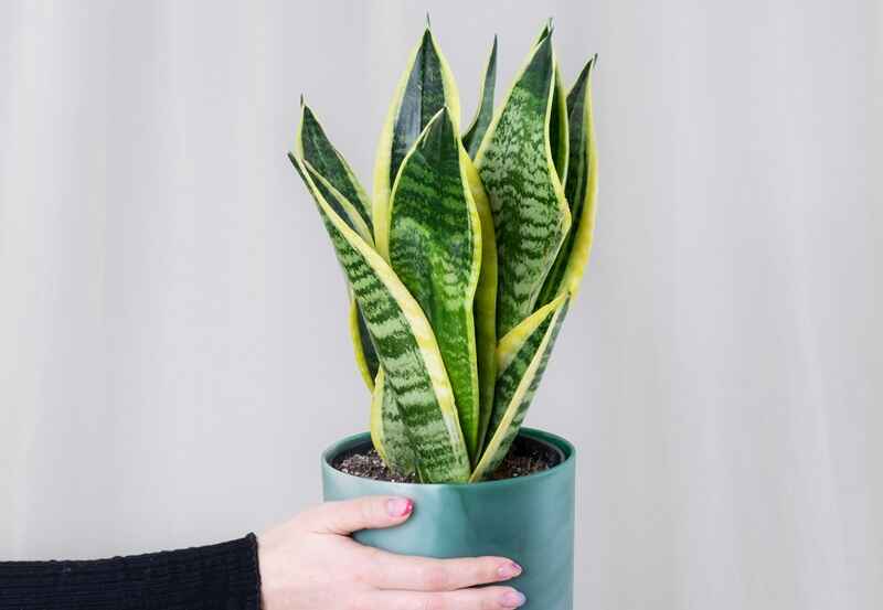 10 Easy Plants for Beginners to Grow at Home (Full Guide)